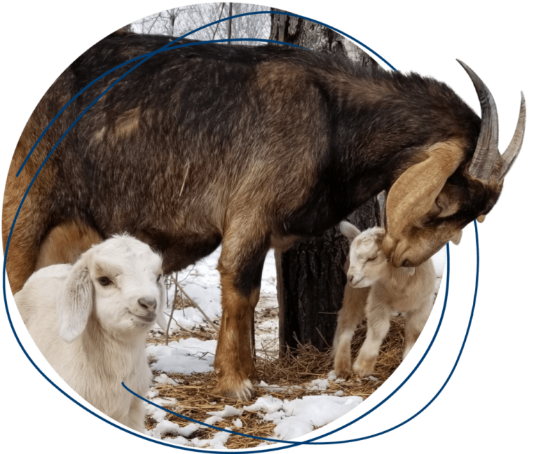 Home - Canadian Meat Goat Association
