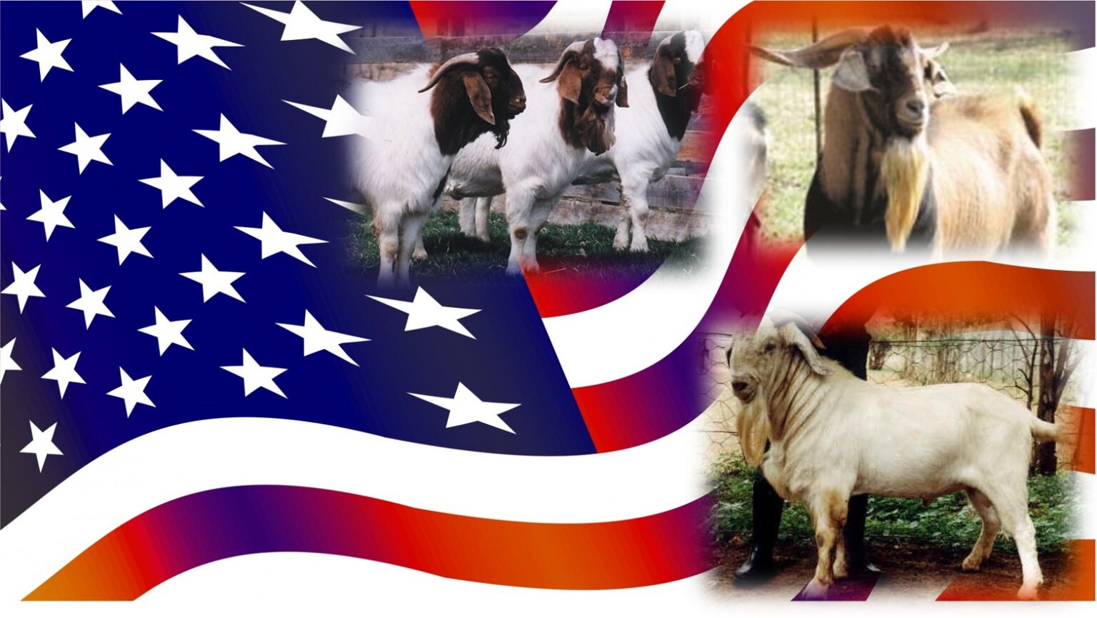 Home - Canadian Meat Goat Association