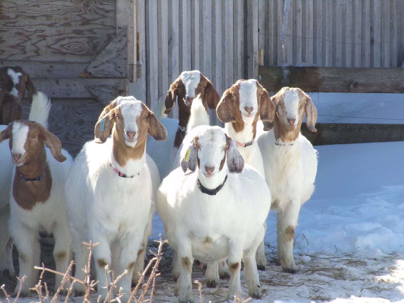 Home - Canadian Meat Goat Association